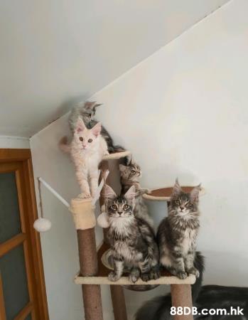 【寵物 - 寵物轉讓】2022最新13992個相關之商戶聯絡資訊 - 88DB HK